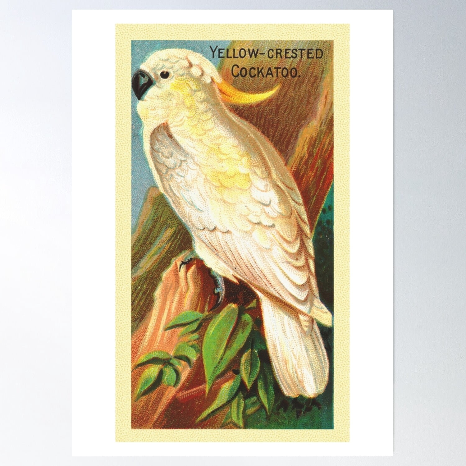 Yellow-Crested Cockatoo Poster Wall Art, Modern Wall Decor, 12x18 ...