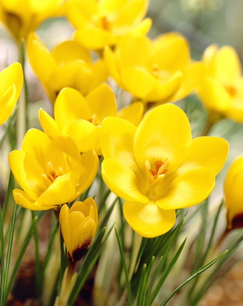 Yellow Crocus Bulbs for Planting - Beautiful Yellow Spring Blooms Usher ...