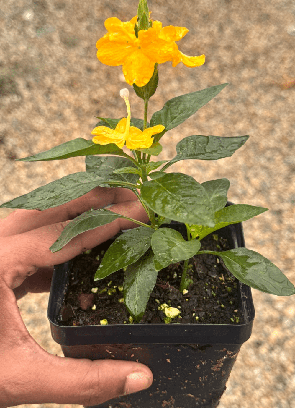 Yellow Crossandra Plant, Small Pot, One Count - Walmart.com