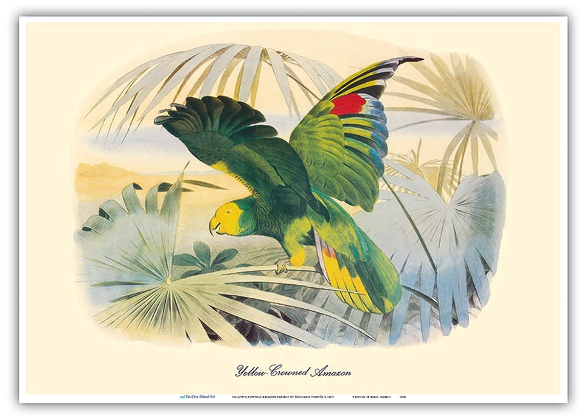 Yellow-Crowned Amazon Parrot (Amazona ochrocephala) - Vintage Bird ...