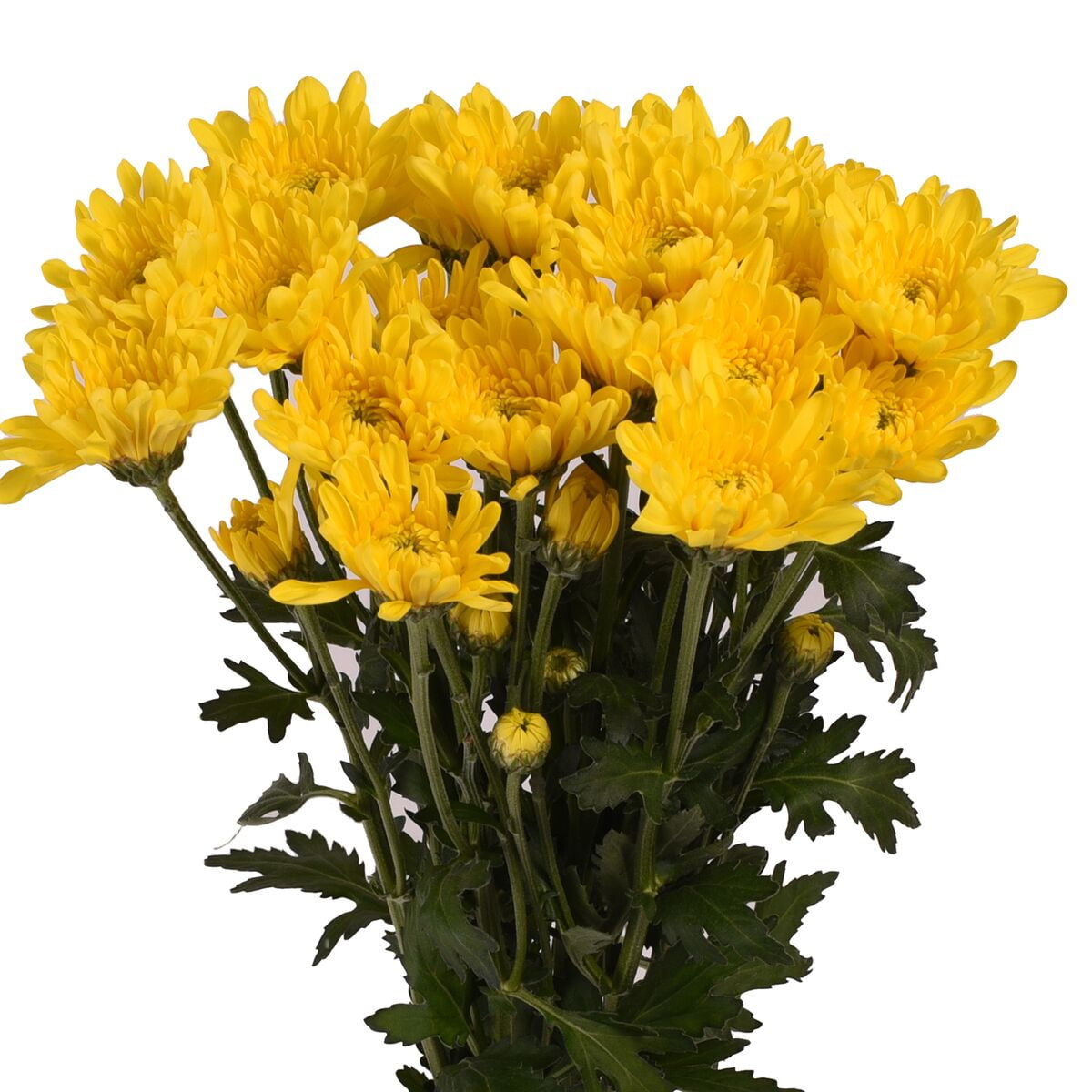 Yellow Cushion Poms 60 Stems Farm Direct Fresh Cut Flowers by ...
