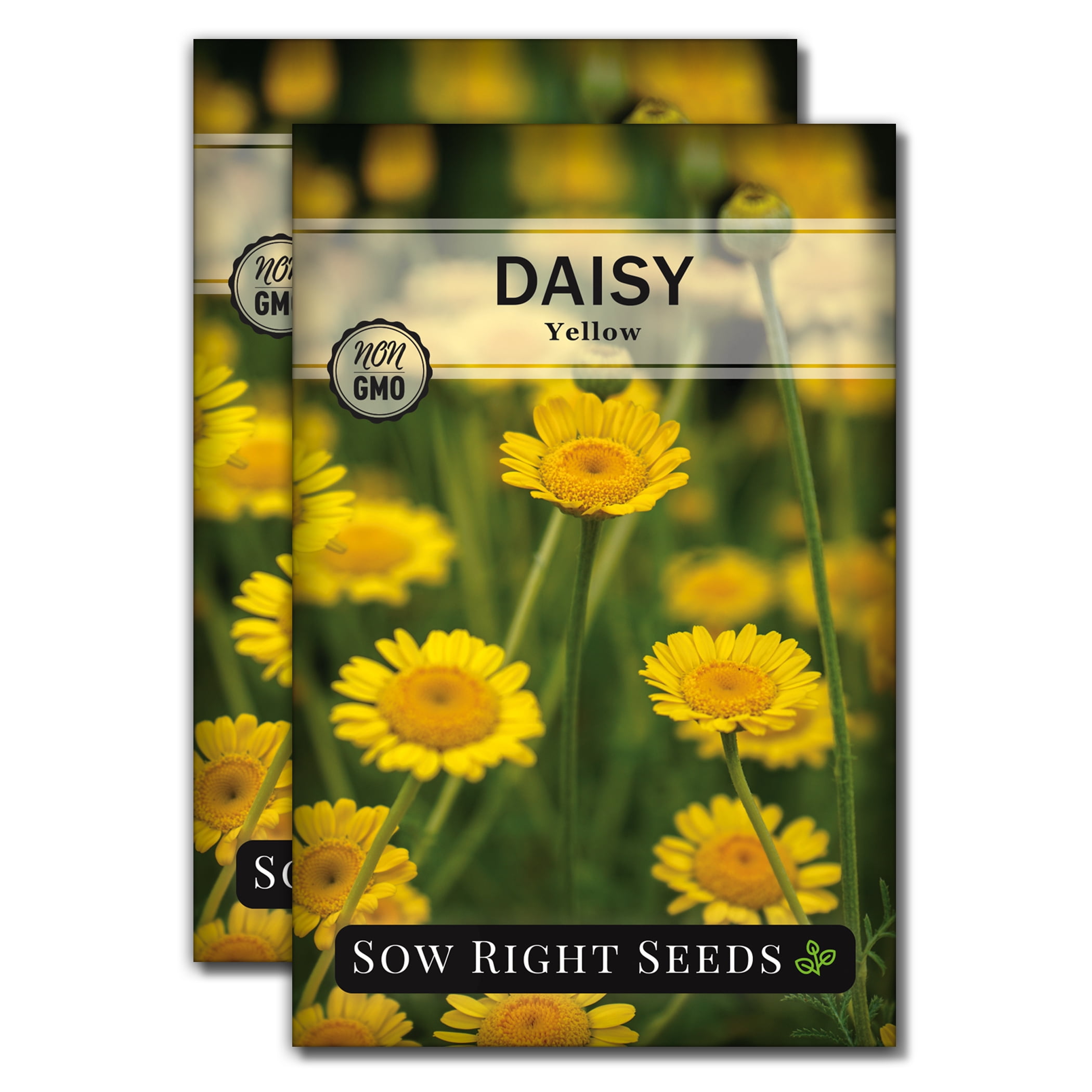 Yellow Daisy Seeds - Non GMO Heirloom Varieties for your Flower Garden ...