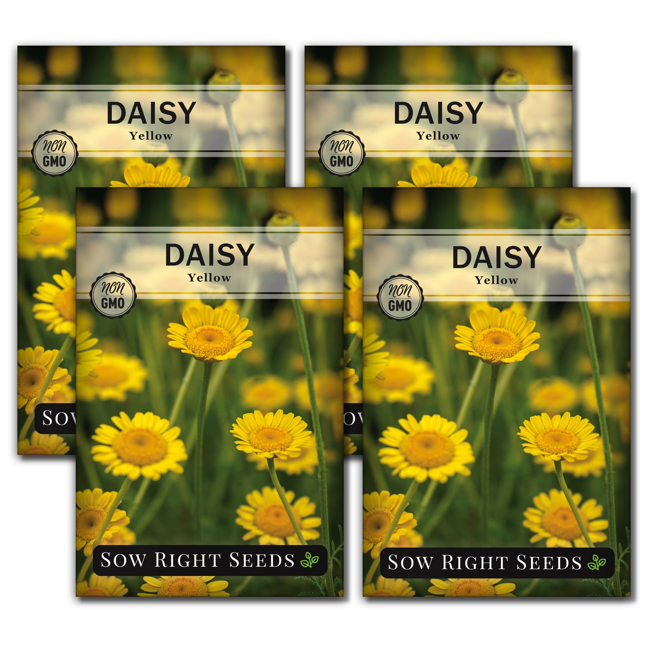 Yellow Daisy Seeds - Non GMO Heirloom Varieties for your Flower Garden ...