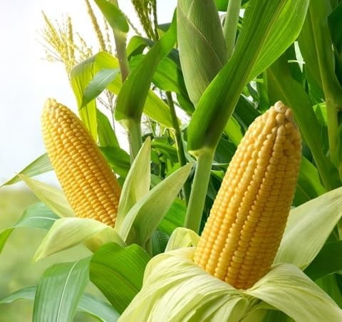 Yellow Dent Corn Seeds for Planting - Treated Seeds - Excellent Hybrid ...