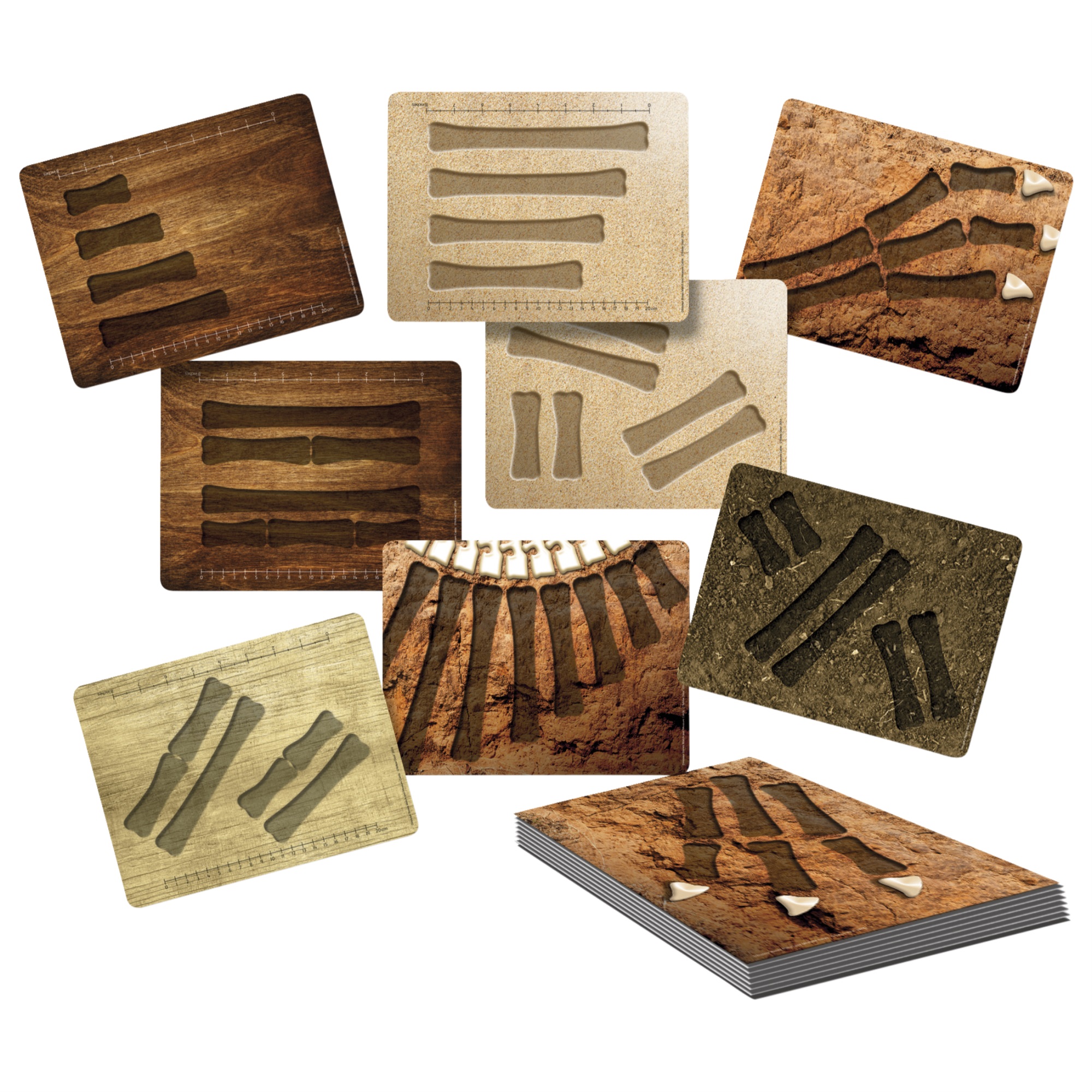 Yellow Door Dinosaur Bones Match & Measuring Cards - Set of 16 ...