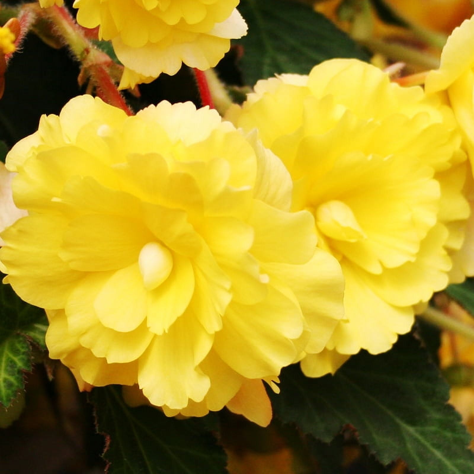 Yellow Double Begonia Flower Bulbs - 3 Tubers per Pack - Deer Resistant ...