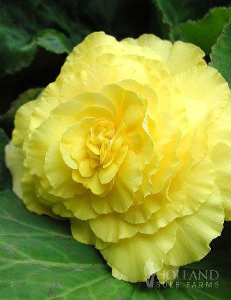 Yellow Double Camelia Begonia - Walmart.com