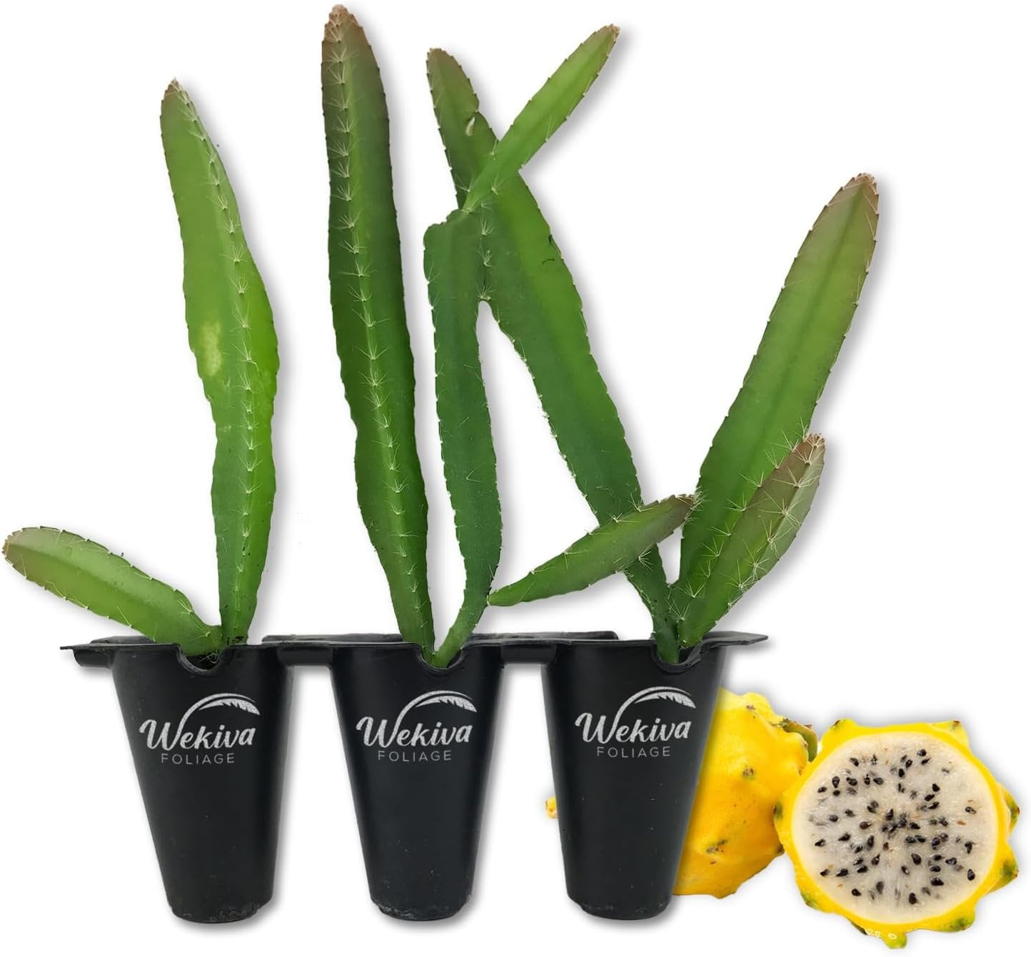 Yellow Dragon Fruit Tree - 3 Live Tissue Culture Starter Plants ...