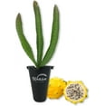 Yellow Dragon Fruit Tree - Live Tissue Culture Starter Plant - Selenicereus Megalanthus - Edible ...