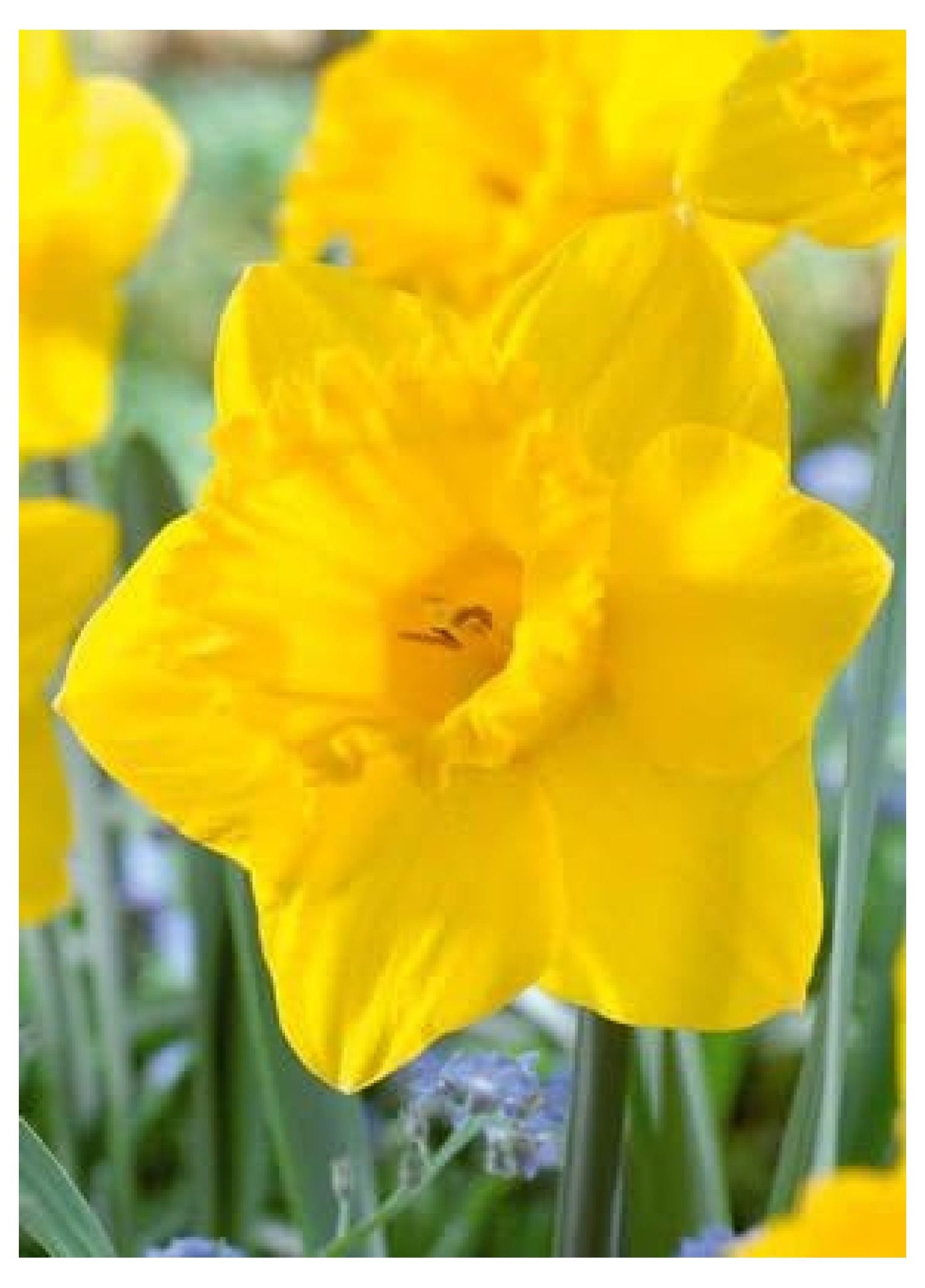 Yellow Dutch Master Daffodil Bulbs - 100-Pack Narcissus Trumpet Variety ...
