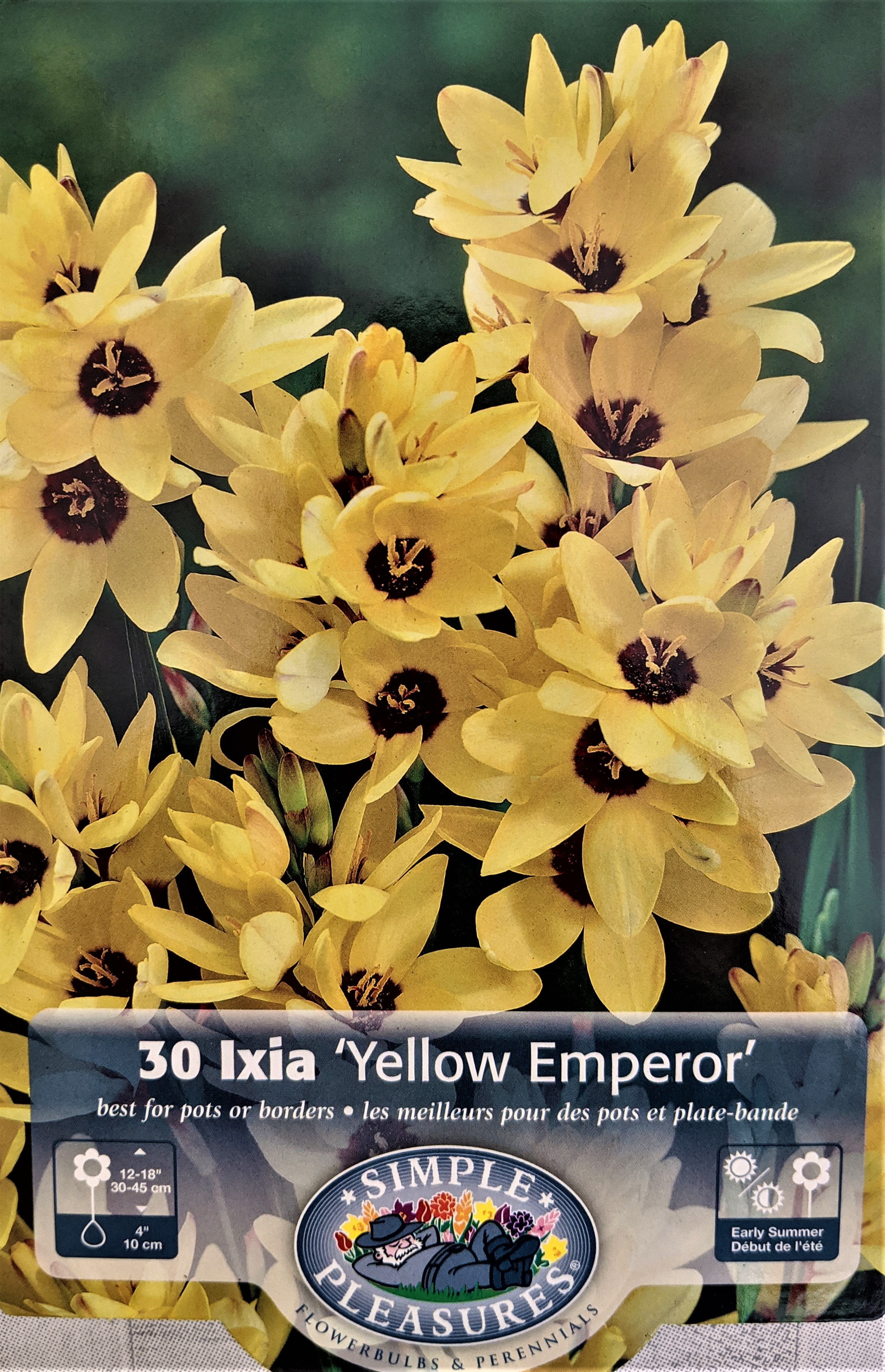 Yellow Emperor African Corn Lily 30 Bulbs - Ixia - 5/+ cm Bulbs ...