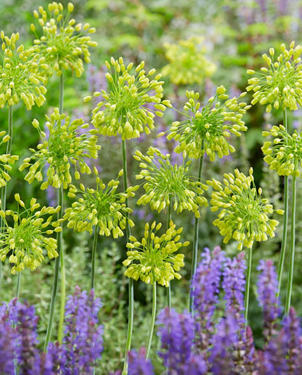 Yellow Fantasy Allium 10 Bulbs - 6/+ cm Bulbs - NEW - Walmart.com