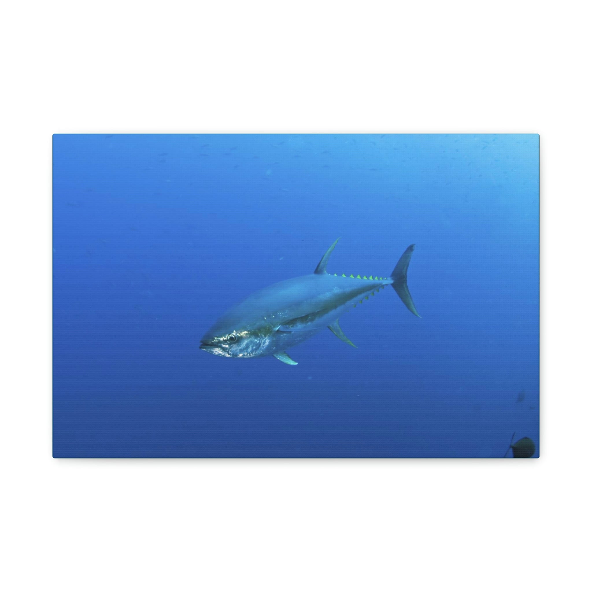 Yellow Finned Tuna Hunting Yellow Finned Tuna on Hunt Print Animal Wall ...