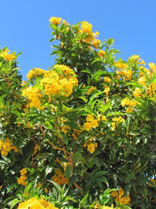 Yellow Flowering Allamanda Bush 30 Live Plants Allamanda Schottii ...