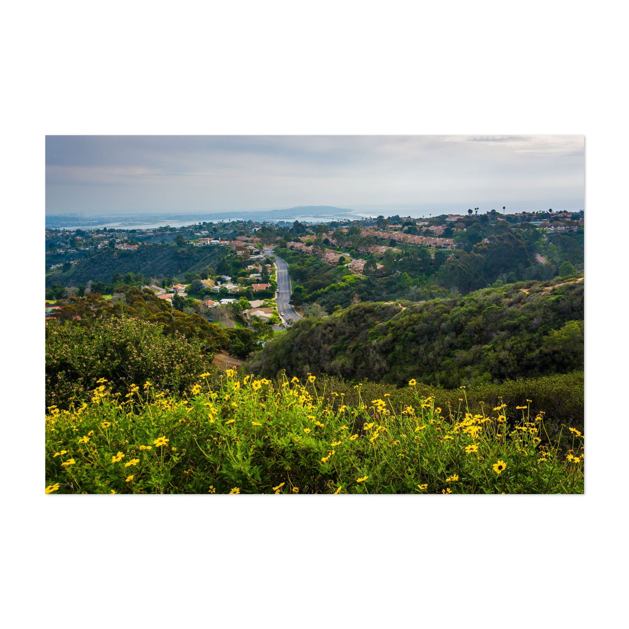 Yellow Flowers from Mount Soledad - La Jolla California Photography ...