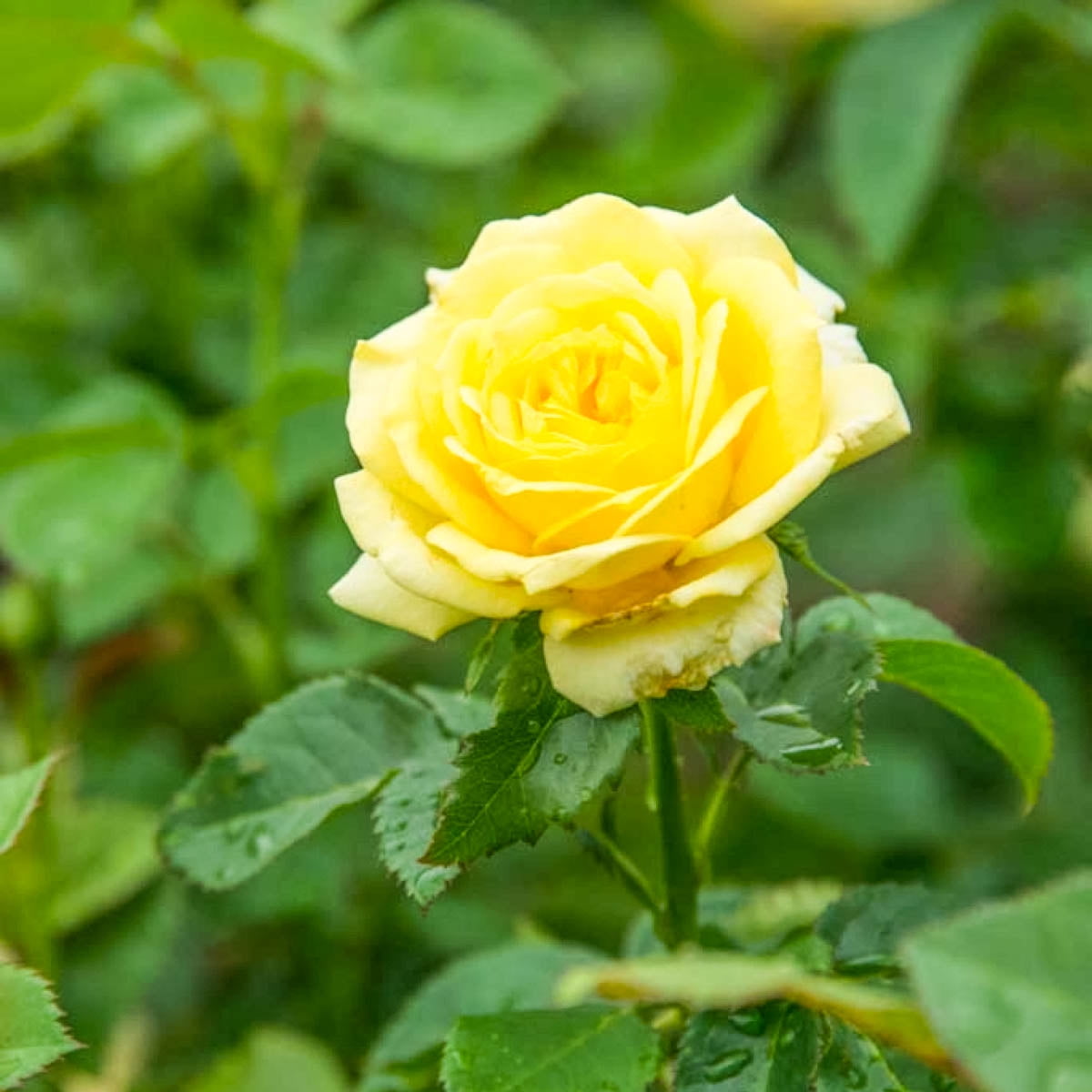 Freedom Yellow Shrub Rose Live Outside, Dormant Bare Root Starter Plant ...
