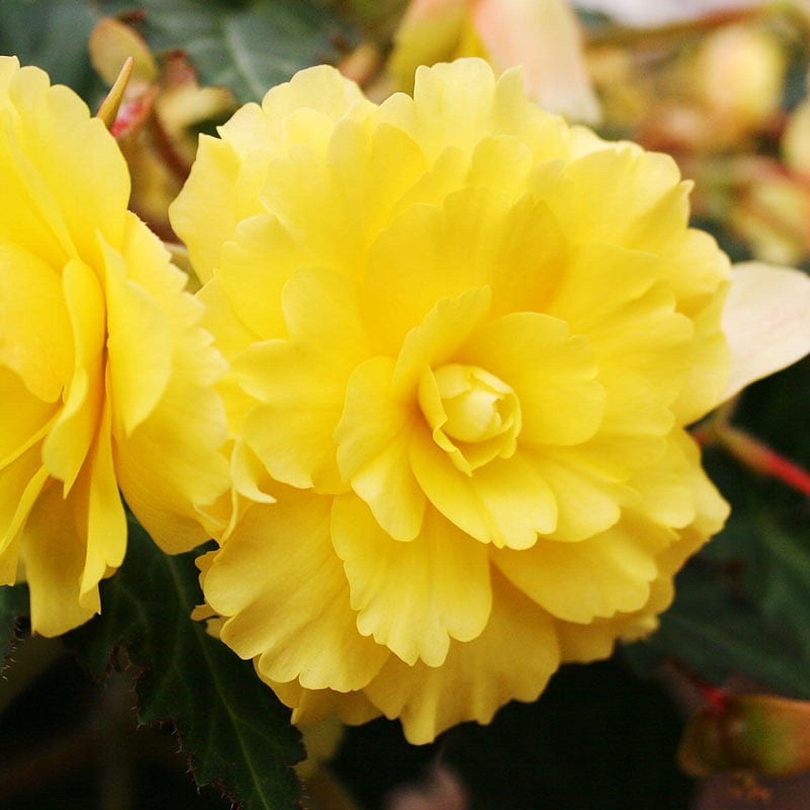 Fresh Outdoor Live Yellow Hanging Basket Begonias - Real Flowers Plant ...