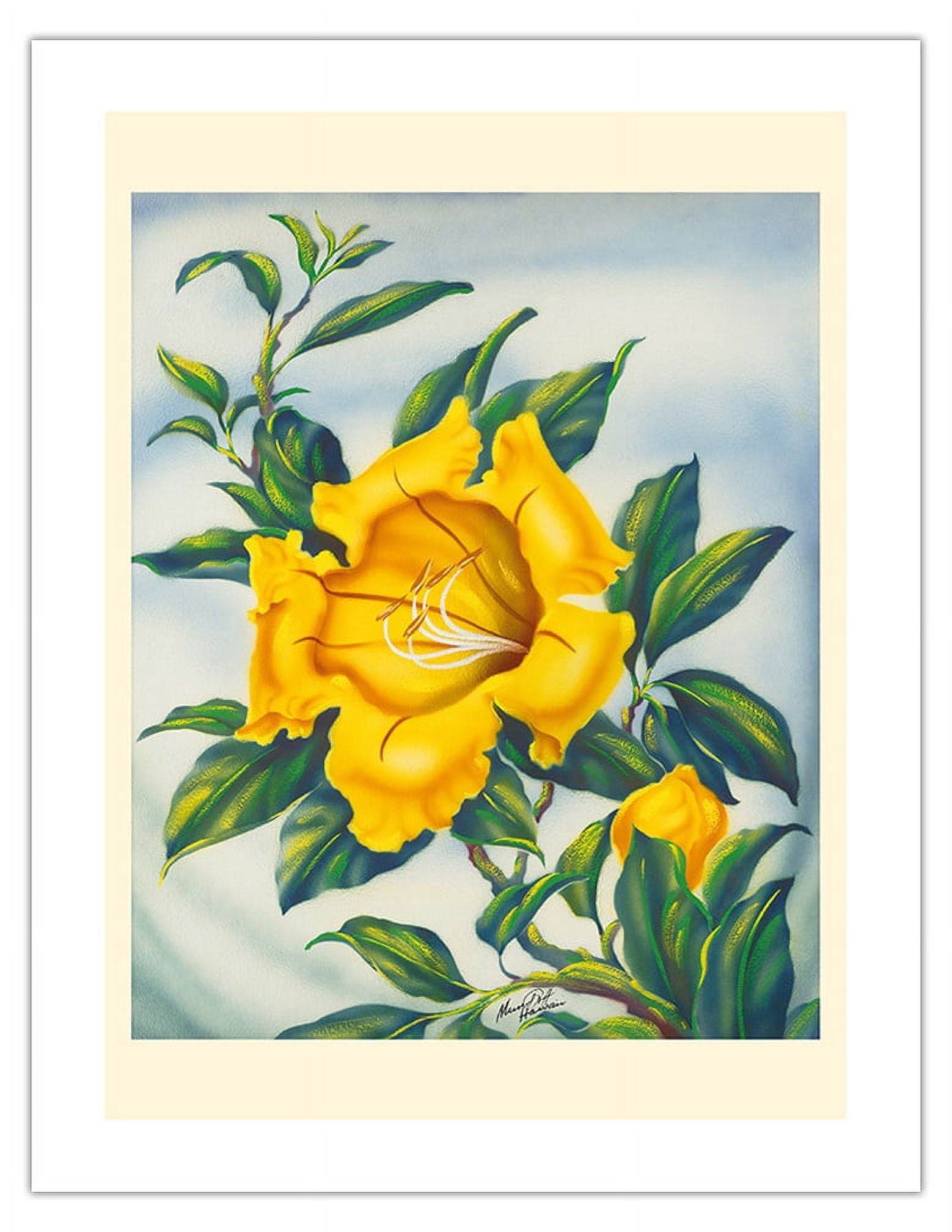 Yellow Hibiscus (Ma'o Hau Hele) - State Flower of Hawaii - Vintage ...