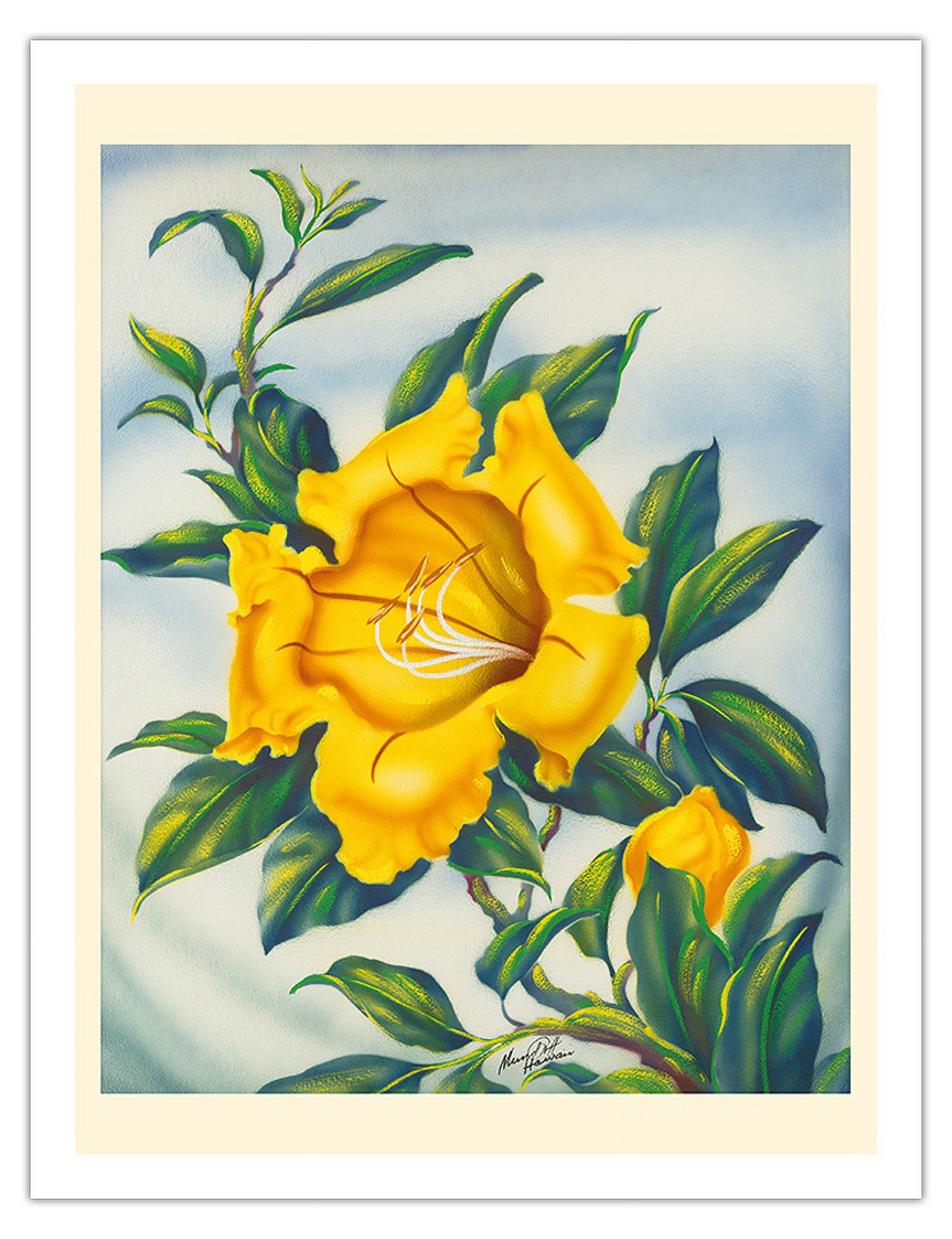 Yellow Hibiscus (Ma'o Hau Hele) - State Flower of Hawaii - Vintage ...