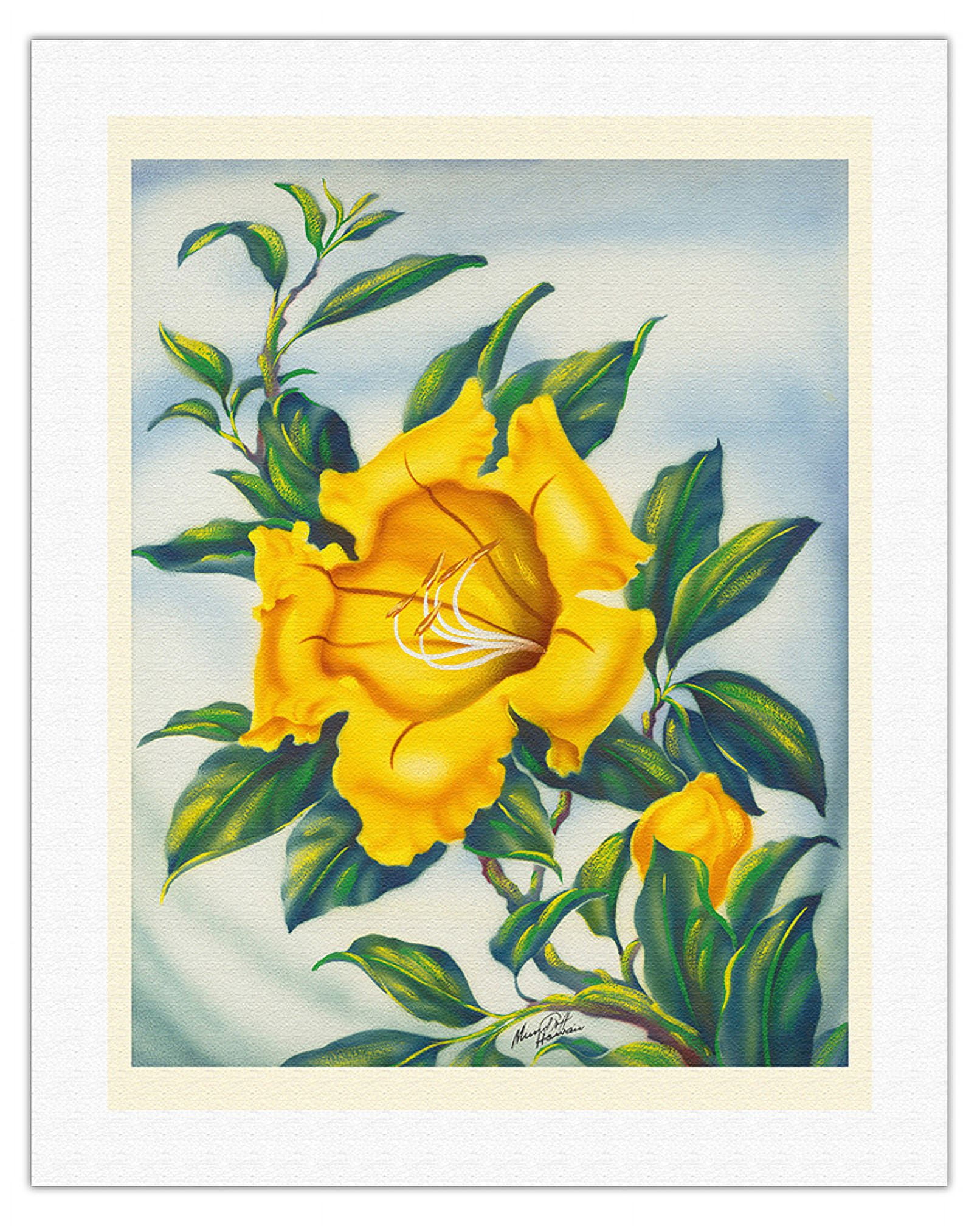 Yellow Hibiscus (Ma'o Hau Hele) - State Flower of Hawaii - Vintage ...