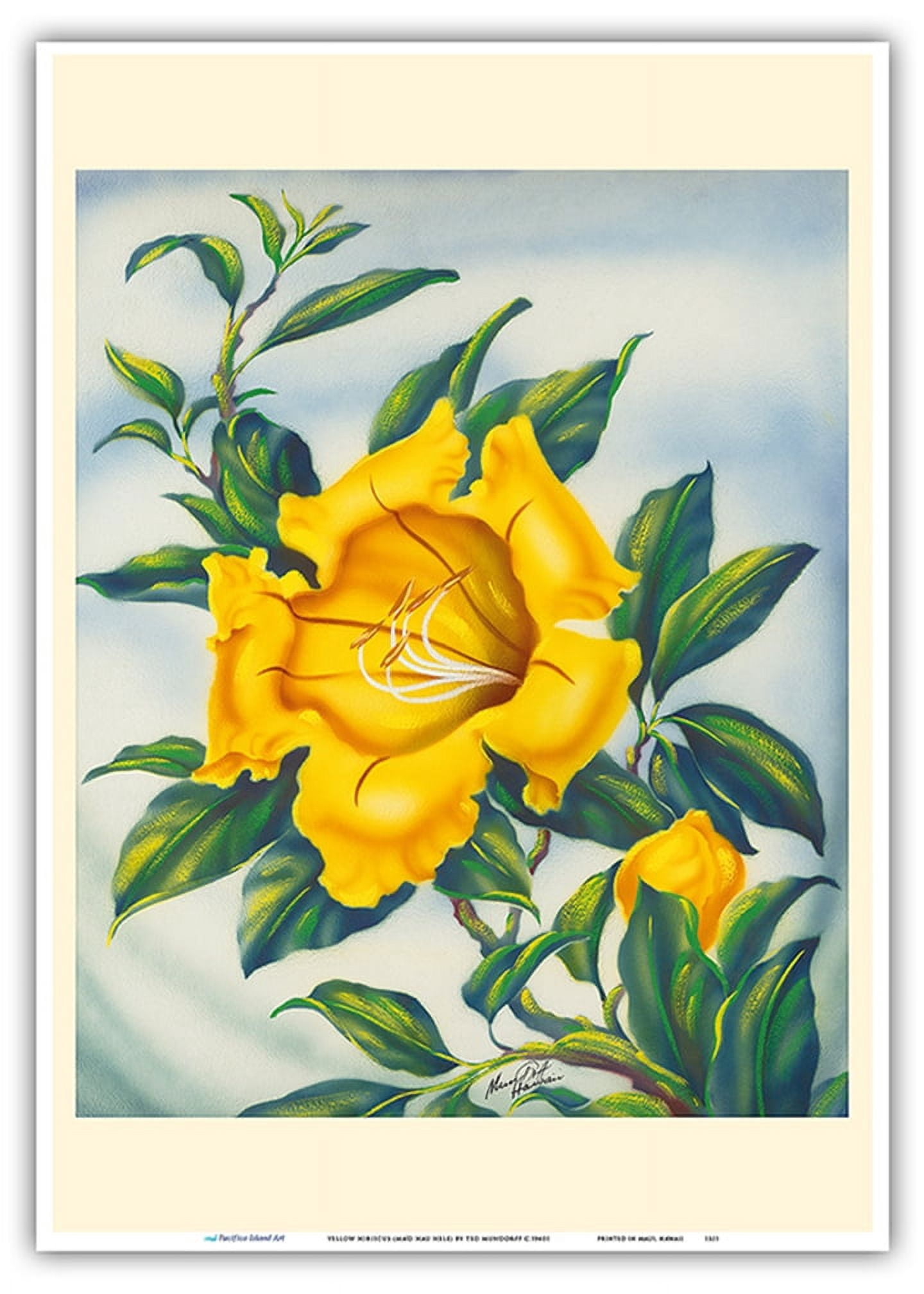 Yellow Hibiscus (Ma'o Hau Hele) - State Flower of Hawaii - Vintage ...