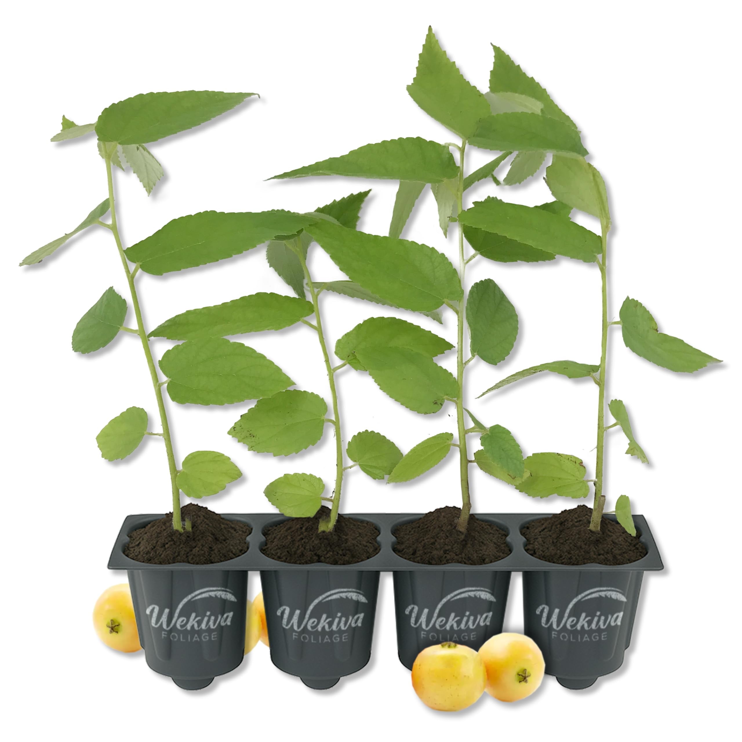 Yellow Jamaican Cherry Tree - Strawberry Tree - 4 Live Starter Plants ...