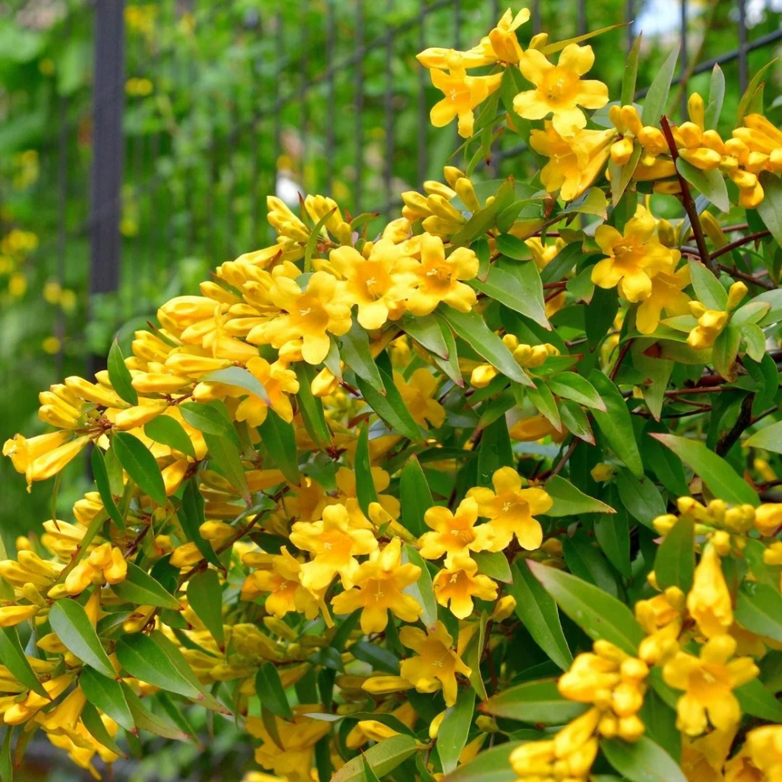Yellow Jasmine Plants Live, Jasmine Flowering Vine Plant, Indoor ...