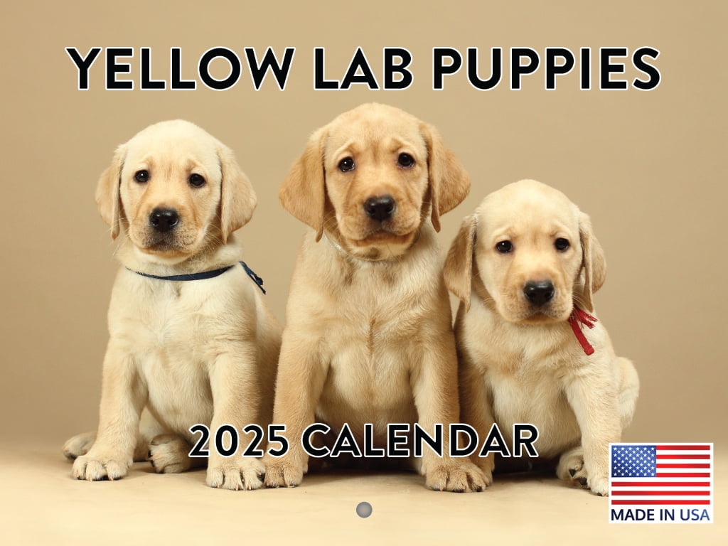 Yellow Lab Puppy Calendar 2025 Monthly Wall Calender 12 Month ...