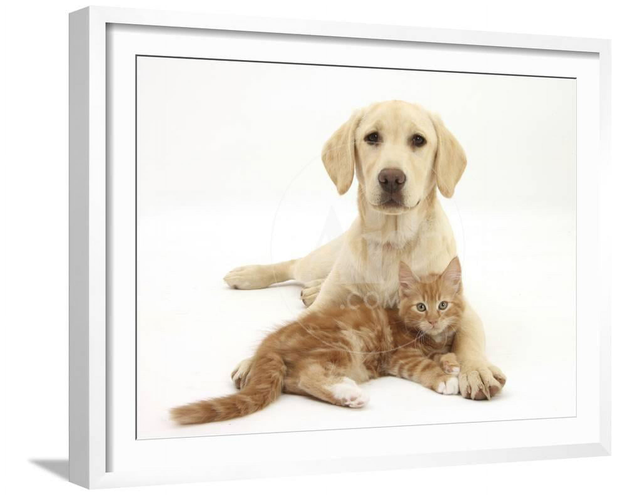 Yellow Labrador Puppy and Ginger Kitten, Animals Framed Art Print Wall Art by Mark Taylor Sold ...