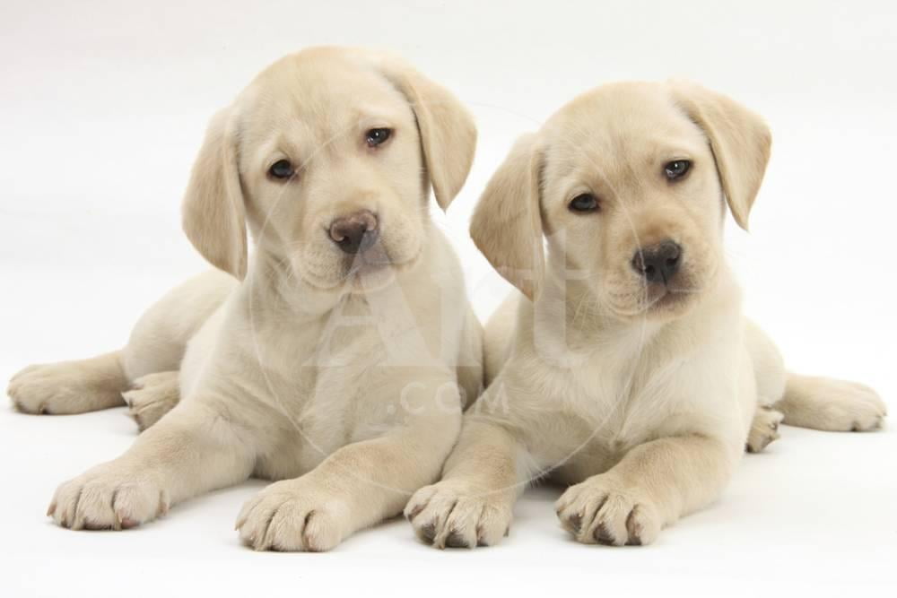Yellow Labrador Retriever Puppies, 9 Weeks, Looking Quizzical, Unframed ...