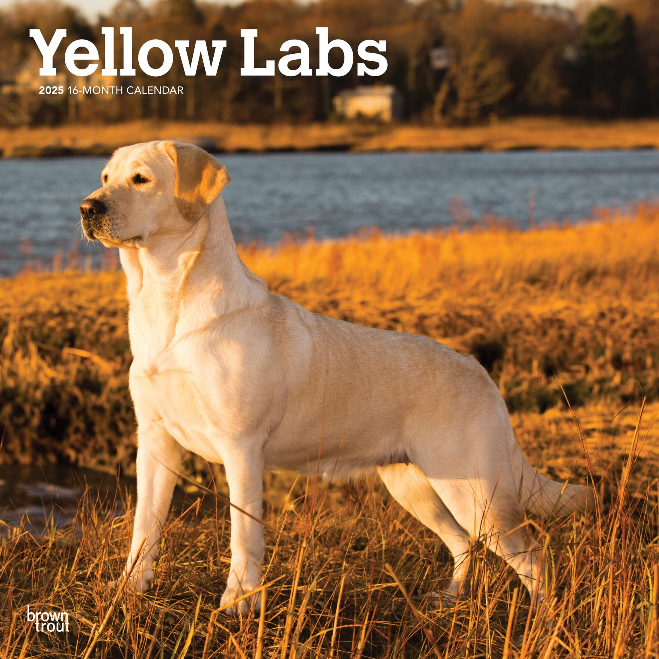Yellow Labrador Retrievers | 2025 12x24" (Hanging) Wall Calendar ...