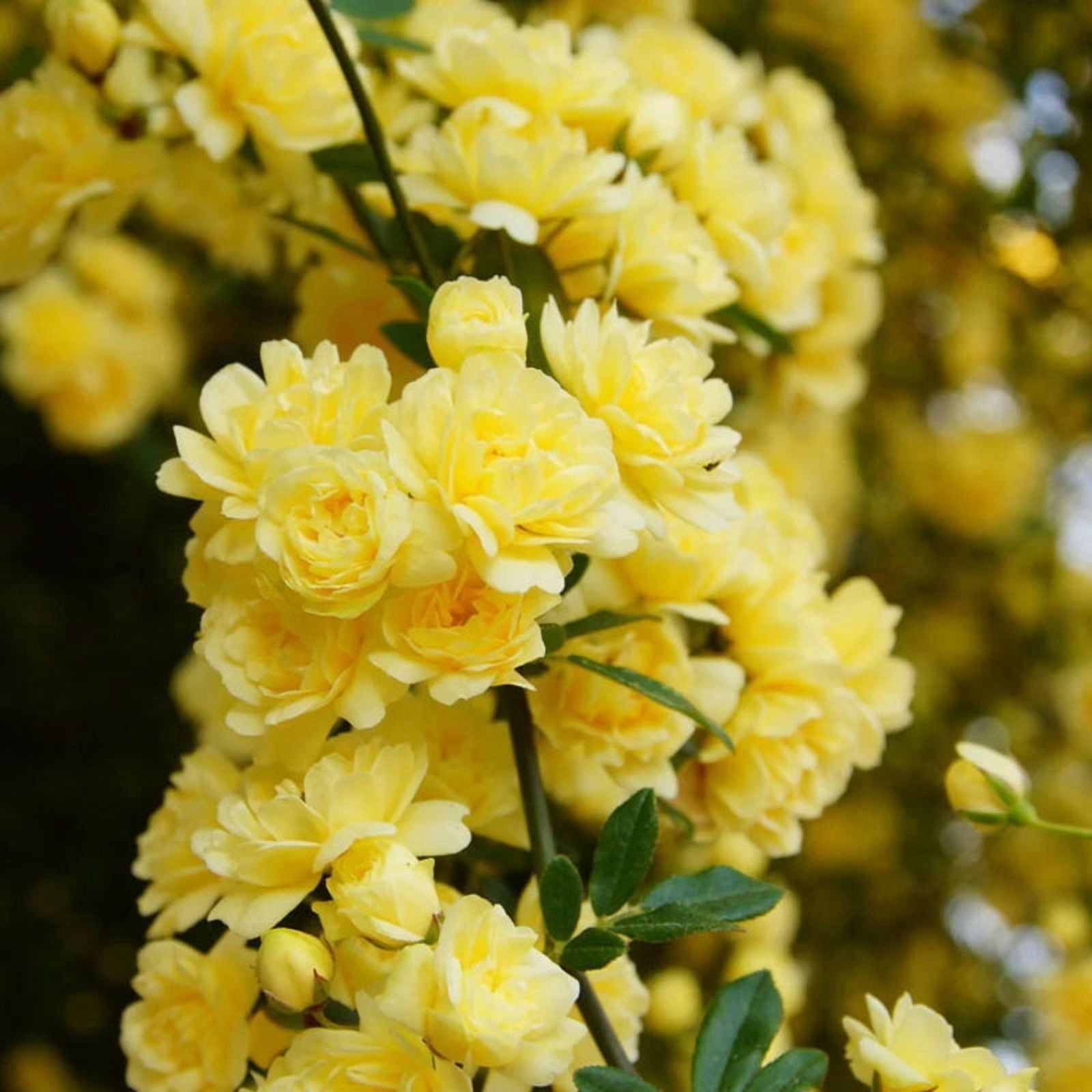 Yellow Lady Banks Rose Live Climbing Plant - 7 Gallon - Walmart.com