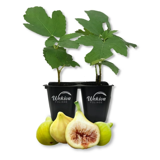Yellow Long Neck Fig Tree - 2 Live Tissue Culture Starter Plants ...