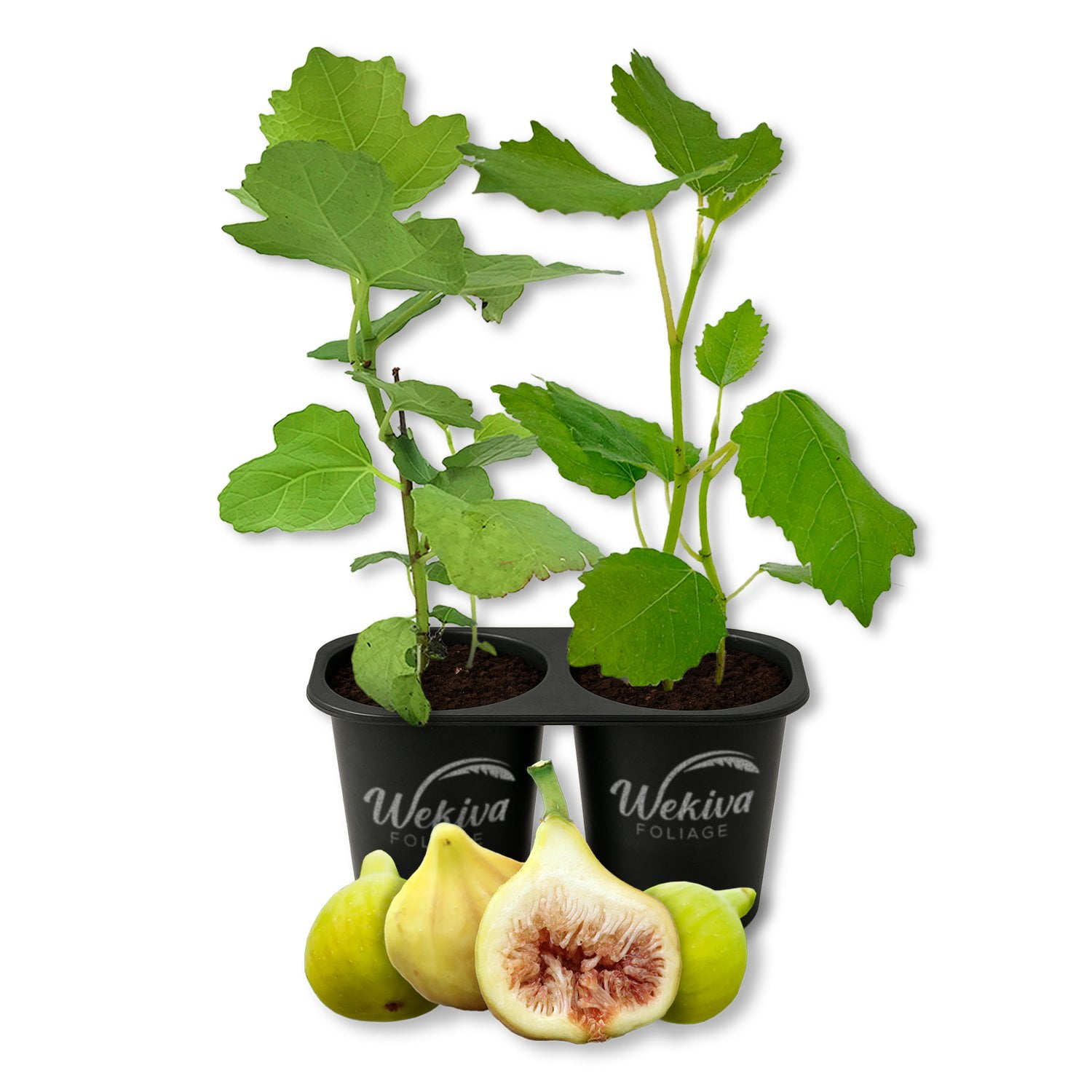 Yellow Long Neck Fig Tree - 2 Live Starter Plants - Ficus Carica ...