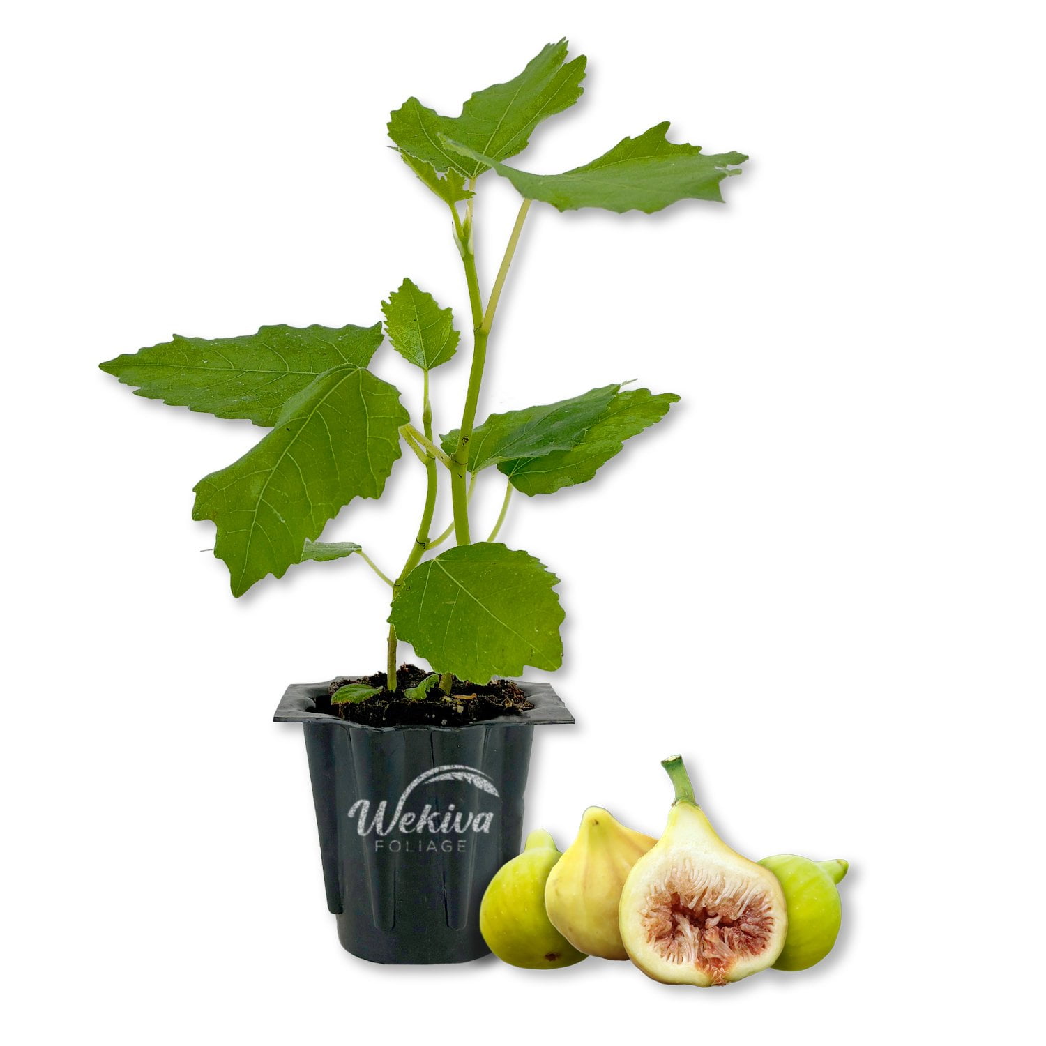 Yellow Long Neck Fig Tree - Live Plant in a 2 Inch Pot - Ficus Carica ...