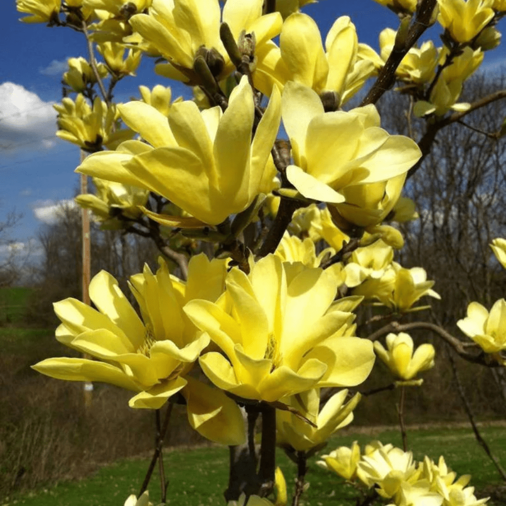 Yellow Magnolia Live Tree Plant, Yellow Flower Plant for Zones 4-8 ...