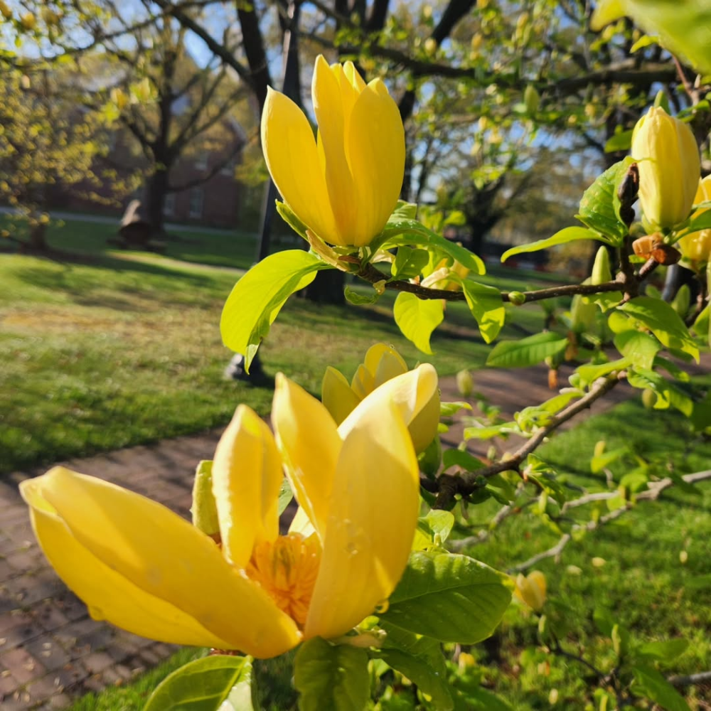 Yellow Magnolia Tree, Fragrant Yellow Live Plant Dormant Tree from 3 to ...