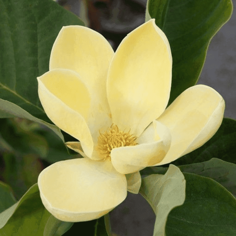Yellow Magnolia Tree, Dormant Tree, Live Fragrant Magnolia Plant, 2.5 ...