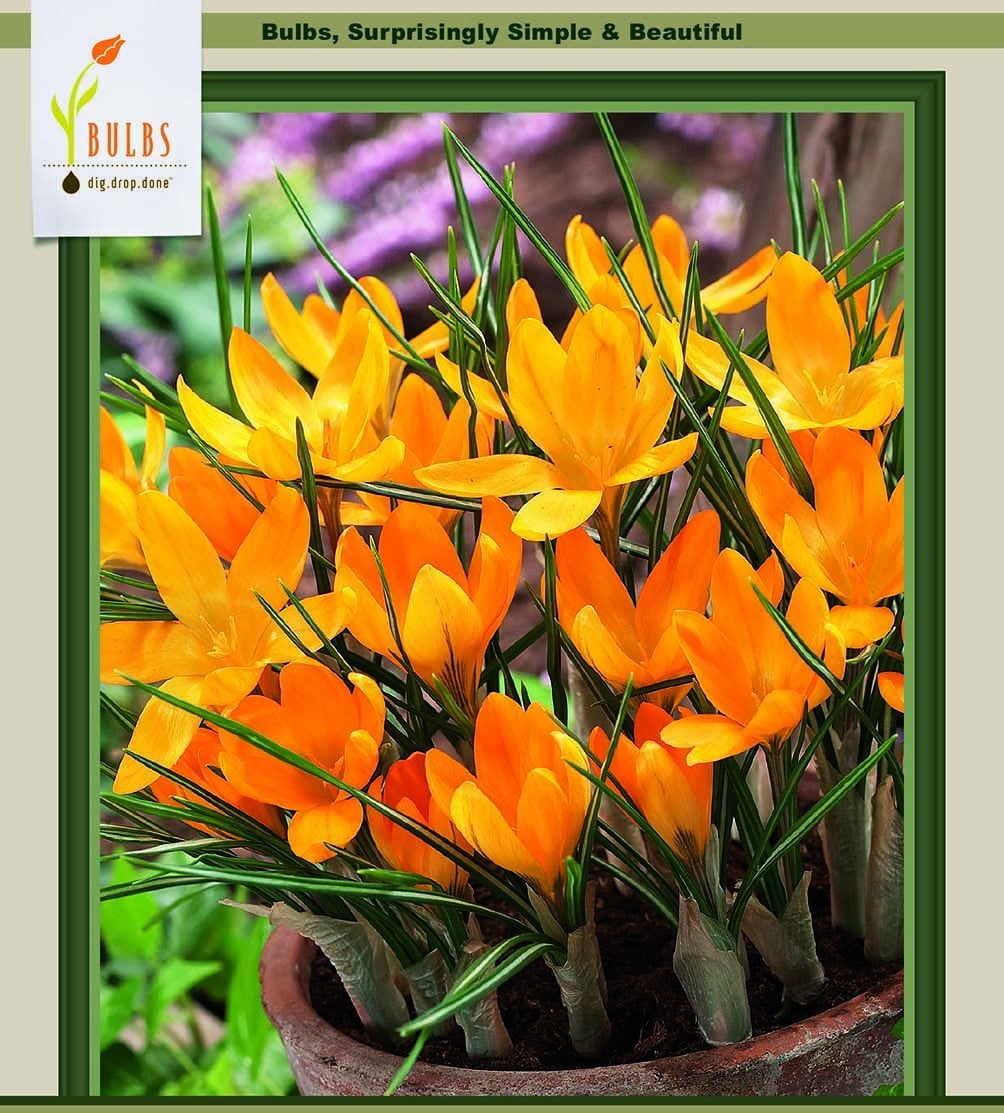 Yellow Mammoth Crocus 12 Bulbs - Spring Blooming - 8/9 cm Bulbs ...