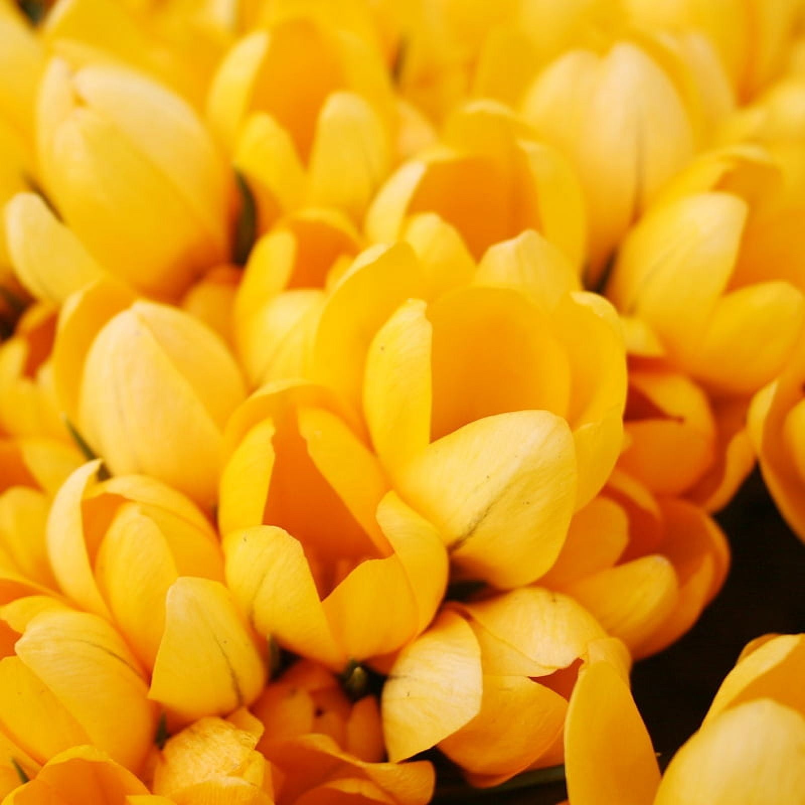 Yellow Mammoth Crocus Flower Bulbs - 10 Bulbs per Pack - Naturalizing ...