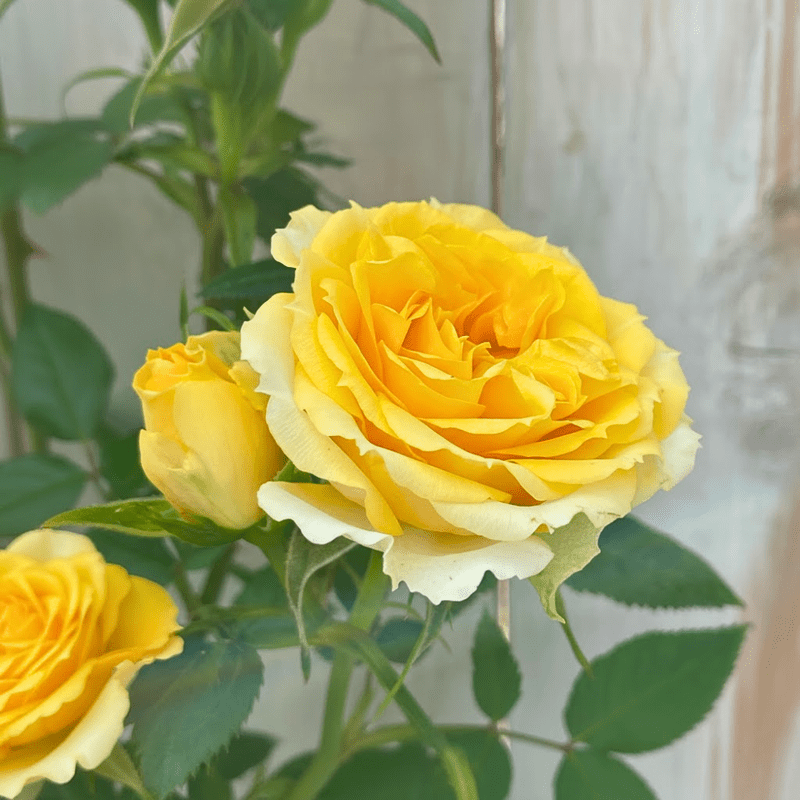 Yellow Mini Rose Live Plant, 3 icnhes Pot, Miniature Roses, Live Mini ...