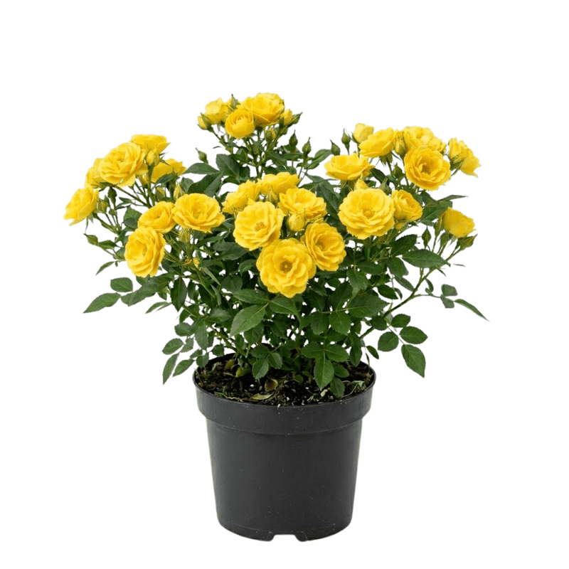 Yellow Mini Rose Plant Live, Mini Rose Live Plant, Vibrant Flowers, 4 ...