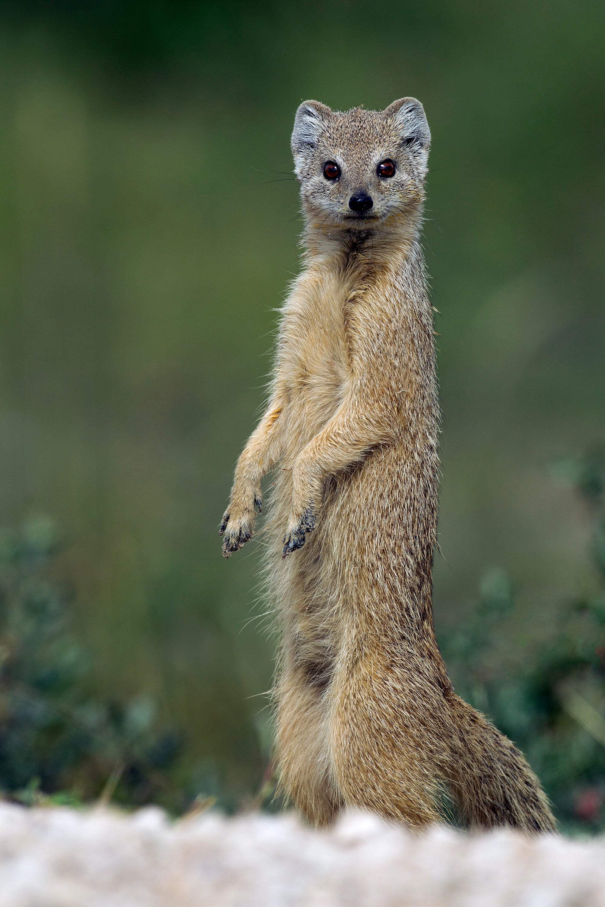 Yellow Mongoose Glossy Poster Picture Photo Print Banner Cute Animal ...