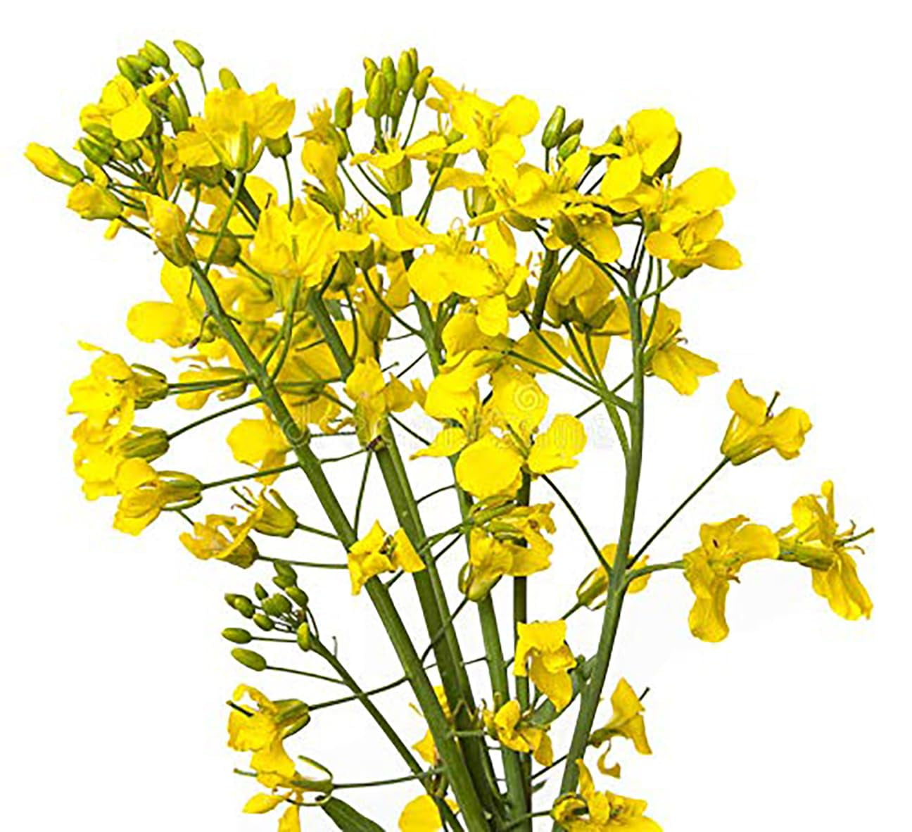 Yellow Mustard -ITSC 25,000 Seeds - Wonderful Field Flower, Vineyards, Nitrogen Fixing Cover ...