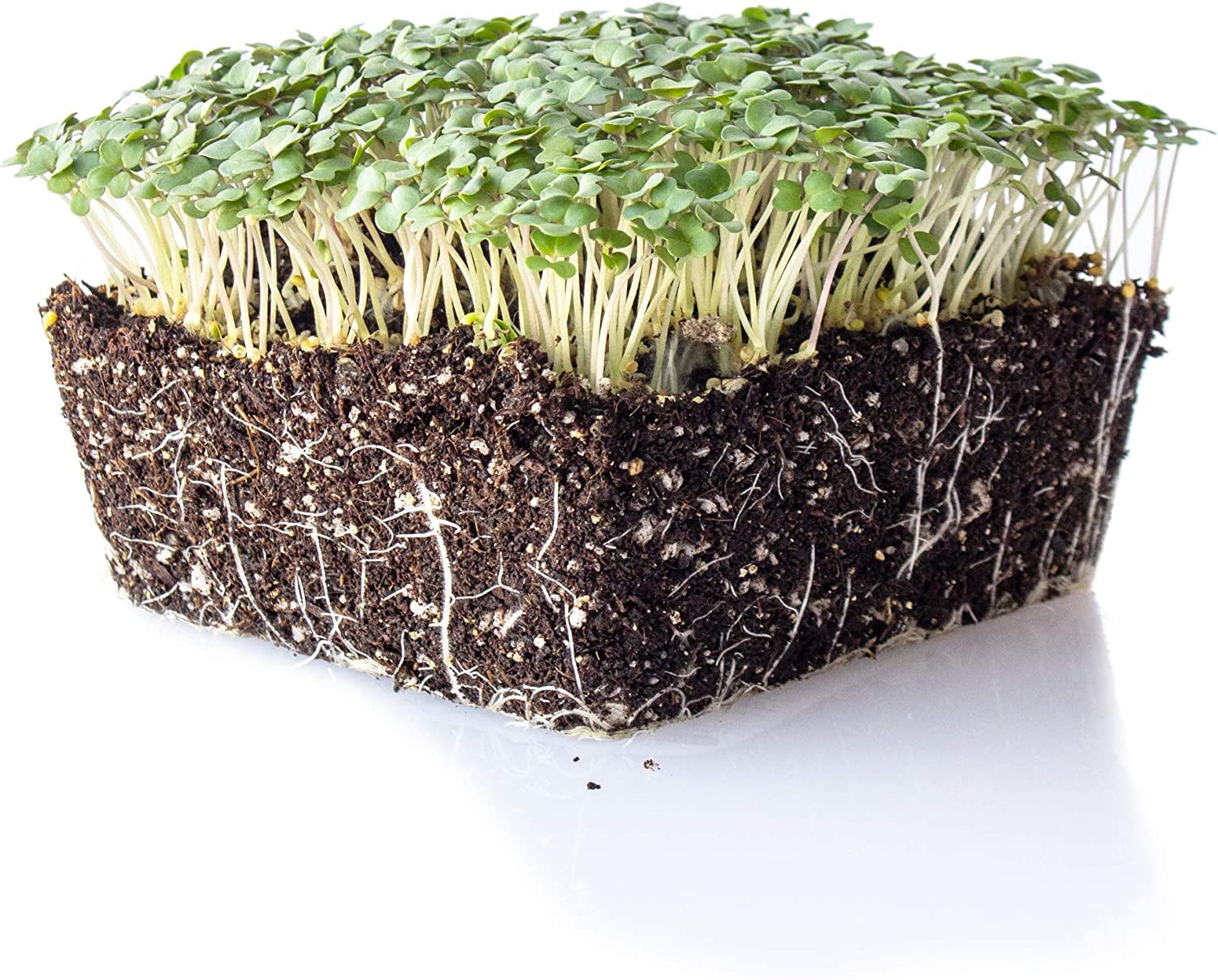 Yellow Mustard Microgreens Seeds - 1 Oz 12,000 Seeds - Non-GMO - Mild ...