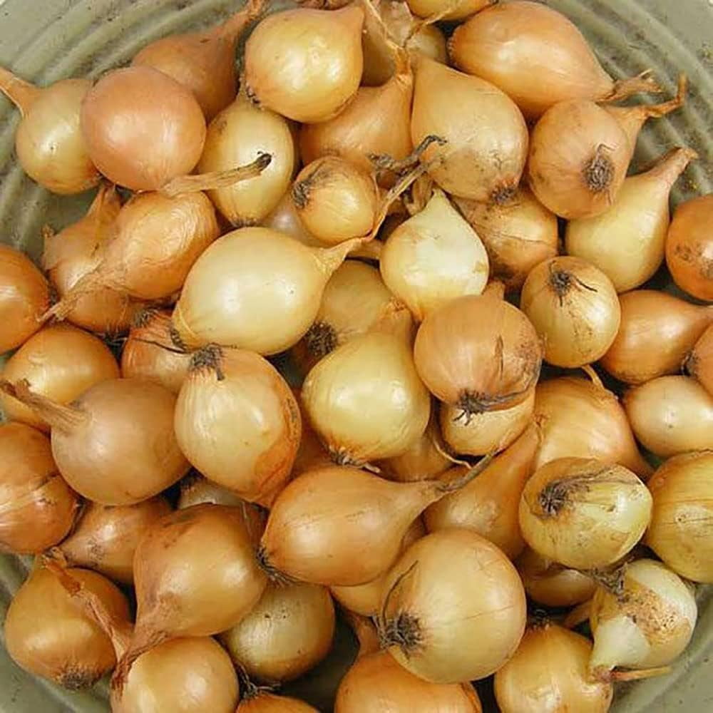 Yellow Onion Starter Sets - 100 Count Set - Used to Grow Early Green ...