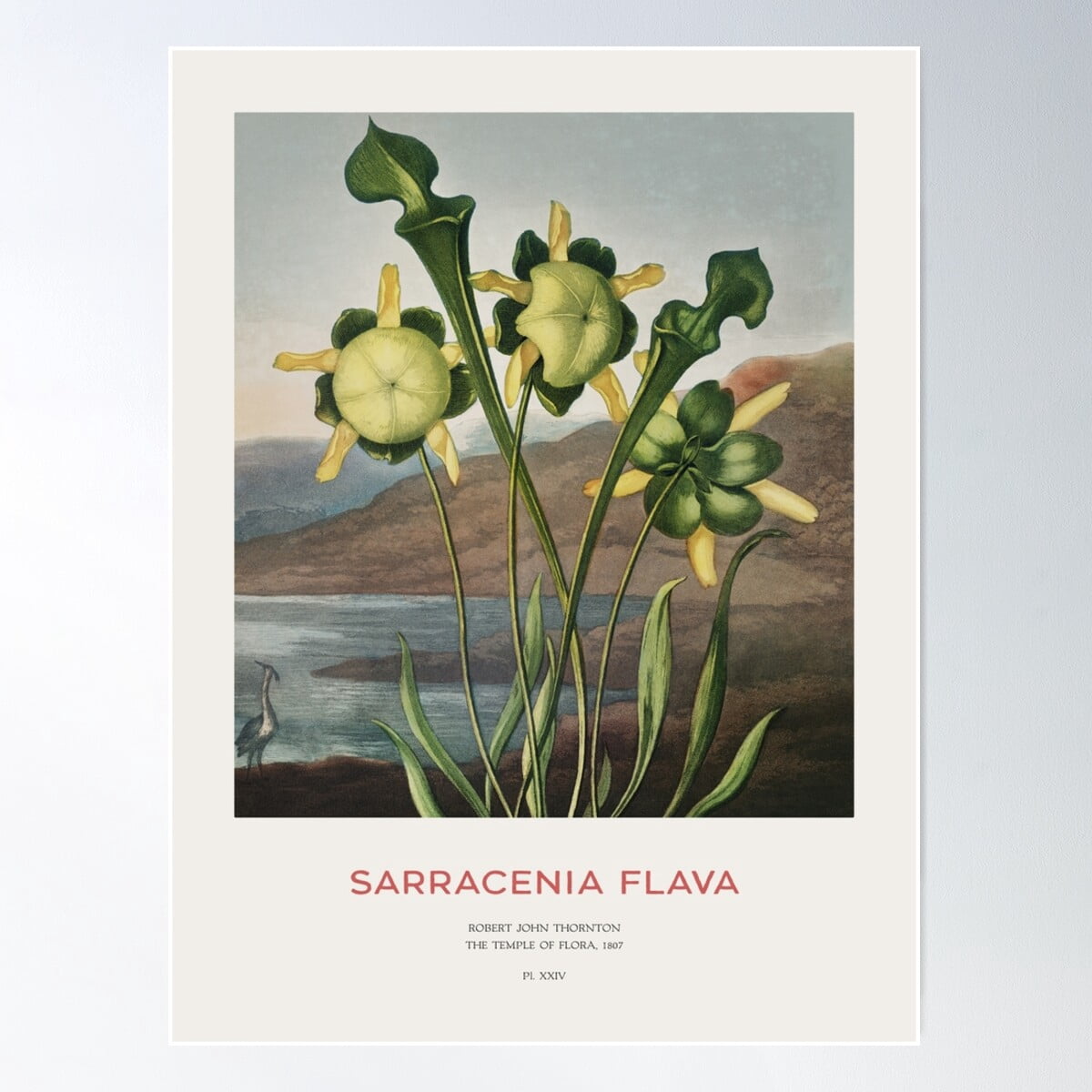 Yellow Pitcher Plant Or Sarracenia Flava Poster Wall Art, Modern Wall ...