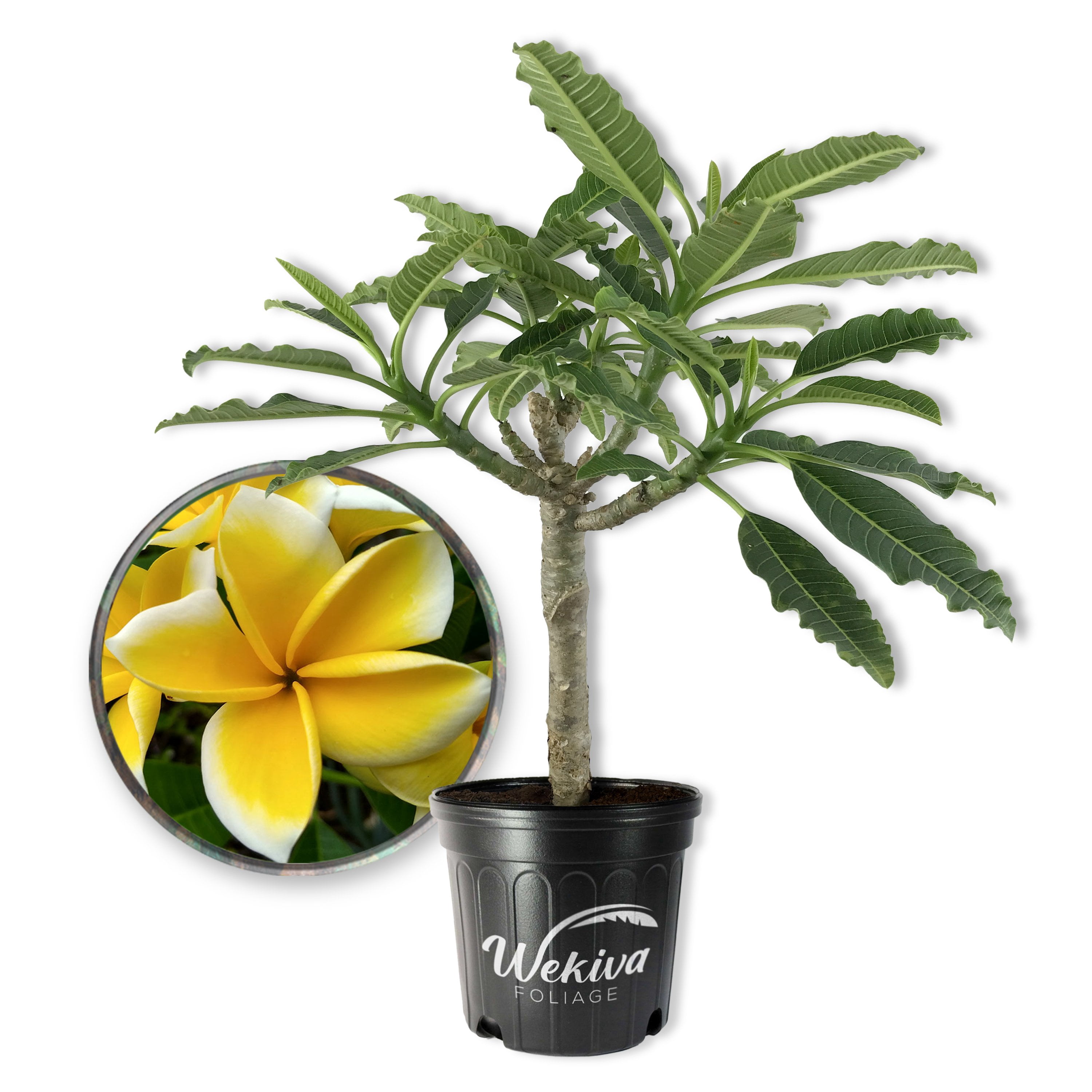 Yellow Plumeria Tree - Frangipani - Live Plant in a 3 Gallon Grower's ...