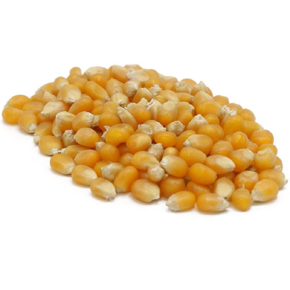 Non-GMO Yellow Popping Corn, 100 Heirloom Seeds by Country Creek Acres ...