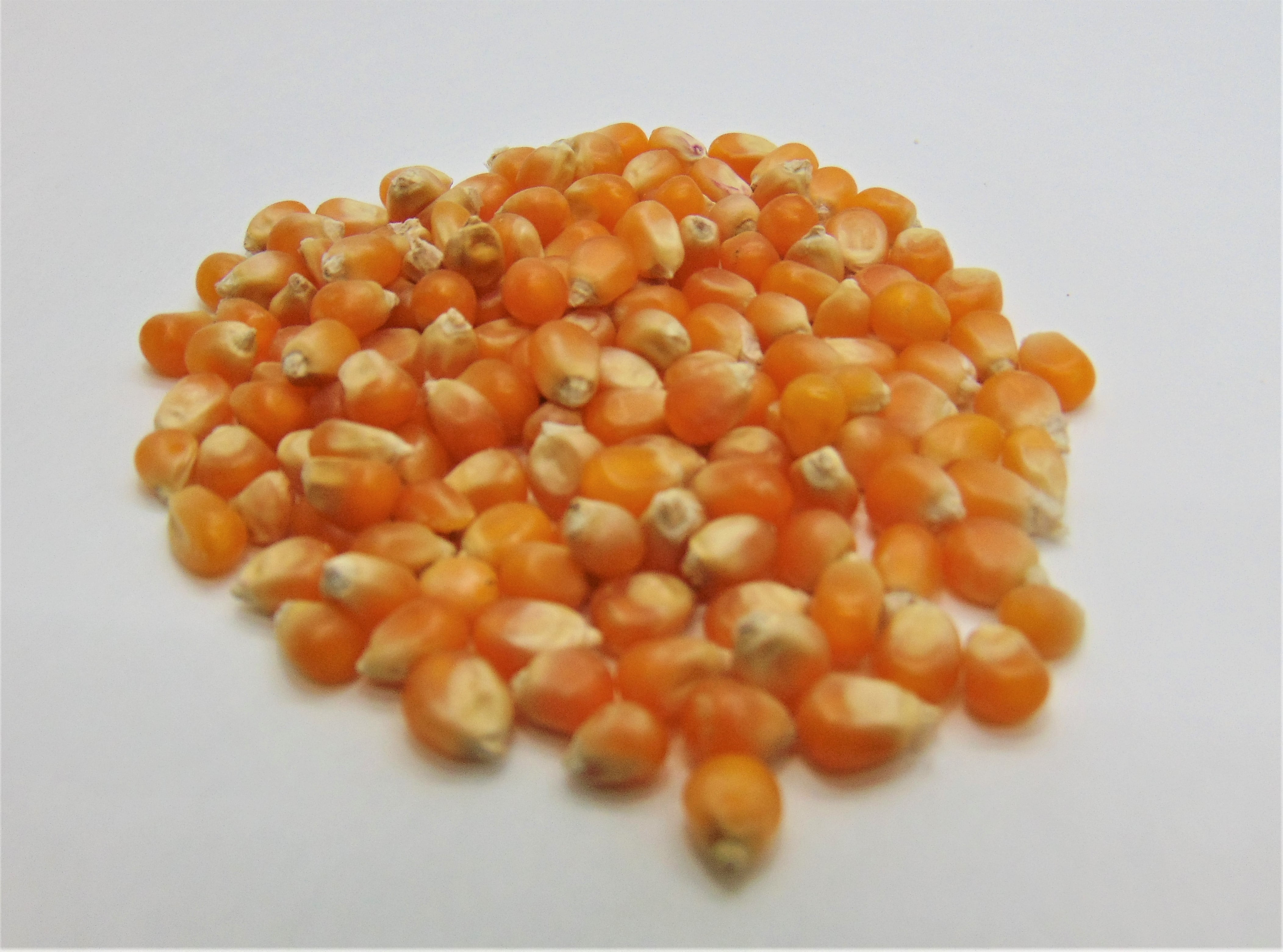 Yellow Popping Corn, Corn Seed for Growing, 200 Seeds, Heirloom, Open ...